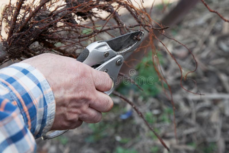 Pruning Root Seedlings before Planting Stock Photo - Image of farming ...