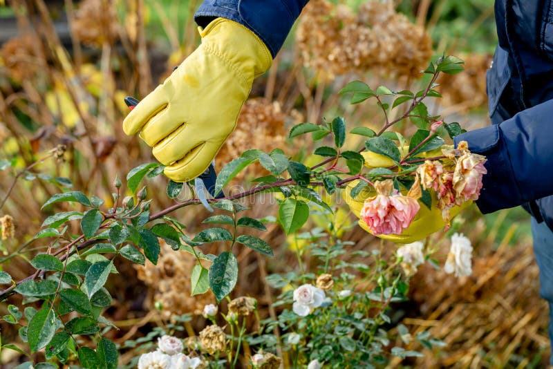 Pruning Rose Bushes in the Fall. Garden Work. the Pruner in the Hands ...