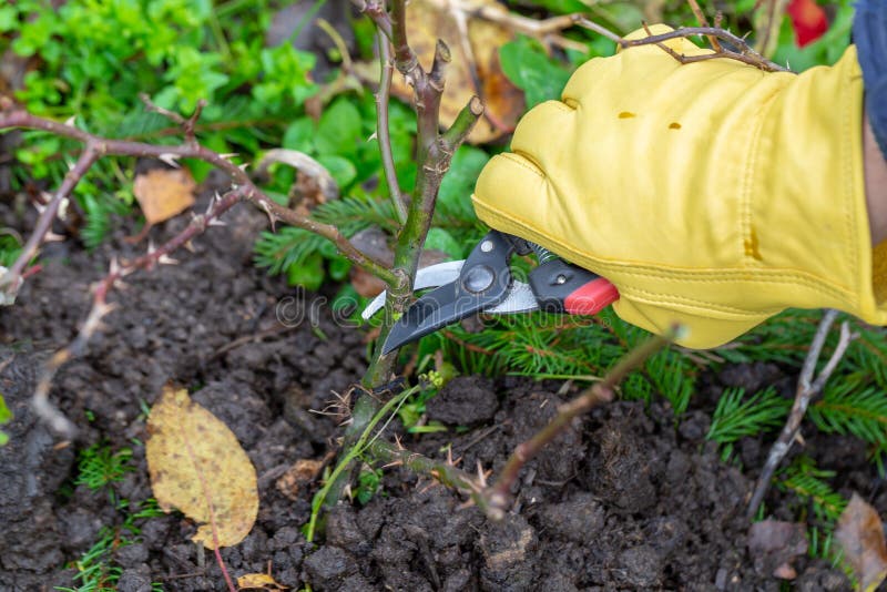Pruning Rose Bushes in the Fall. Garden Work. the Pruner in the Hands ...