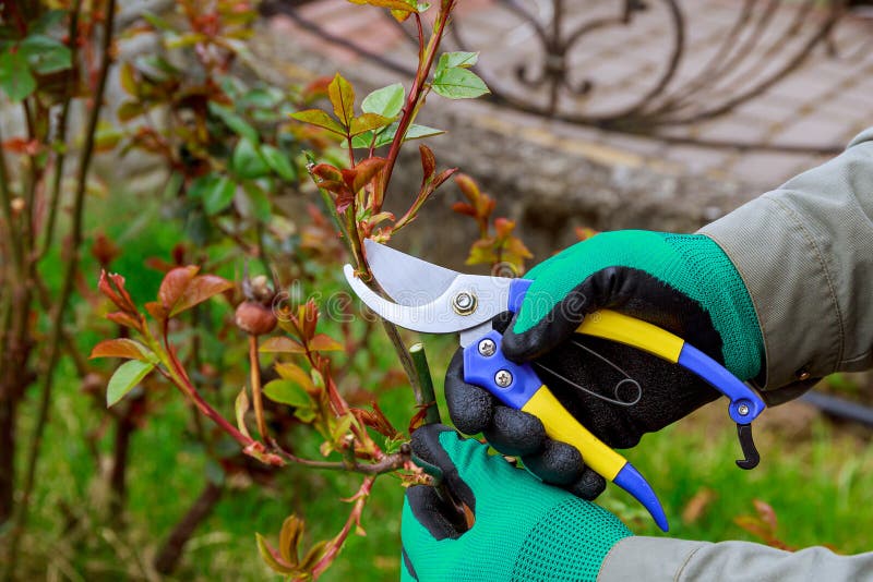Pruning a Rose with Garden Shears. the Farmer Works in the Garden ...