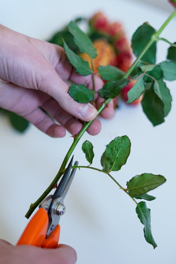 Pruning a Rose Stem with Garden Shears Stock Image - Image of nature ...