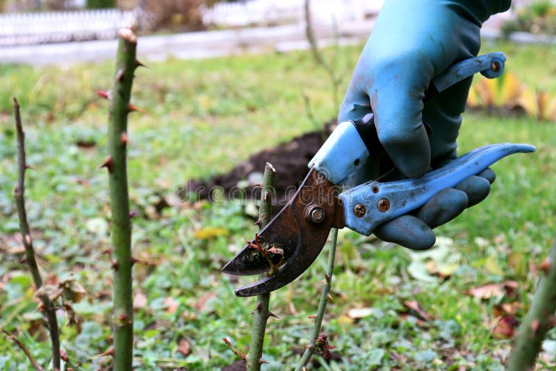 Pruning Roses with Pruning Shears. Gloved Hand with Garden Shears ...