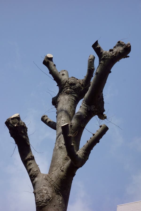 Pruning a sad tree branch stock photo. Image of plant - 172746934