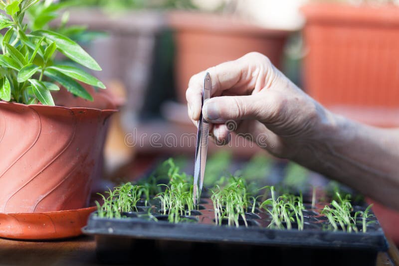 Pruning Seedling in Seedling Tray Stock Photo - Image of closeup, plant ...
