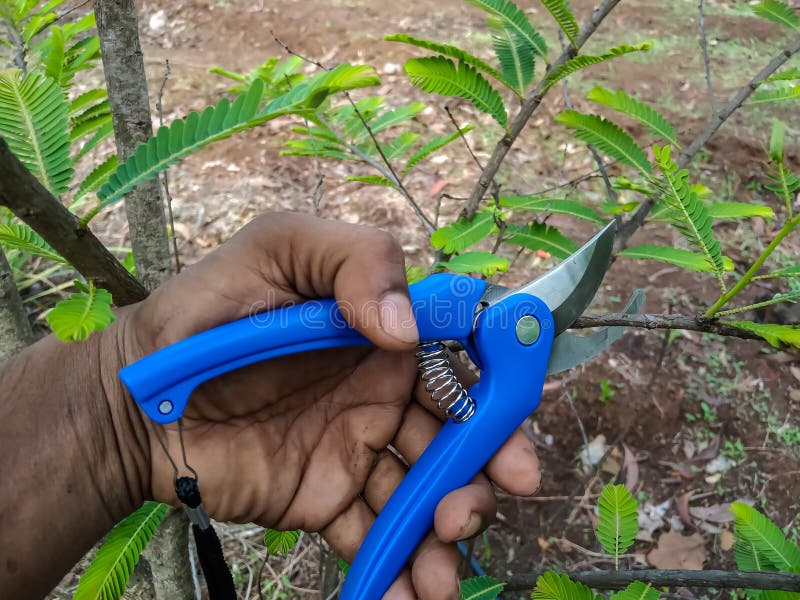 Pruning Shears a Method for Cutting Branches and Grafting Stock Image ...