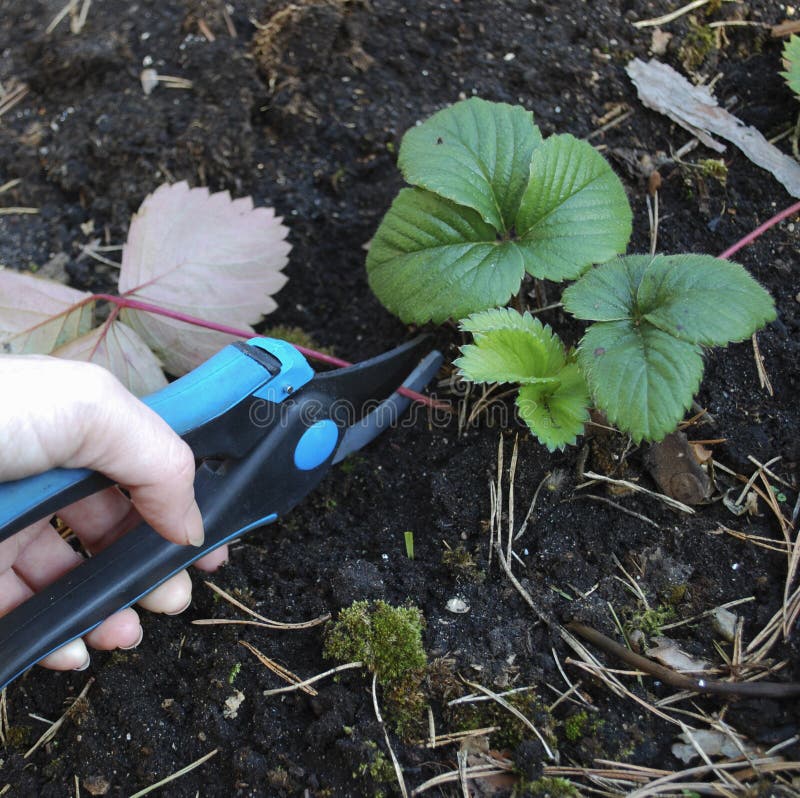 Pruning Shears Old Leaves of Strawberry. Stock Image - Image of ...