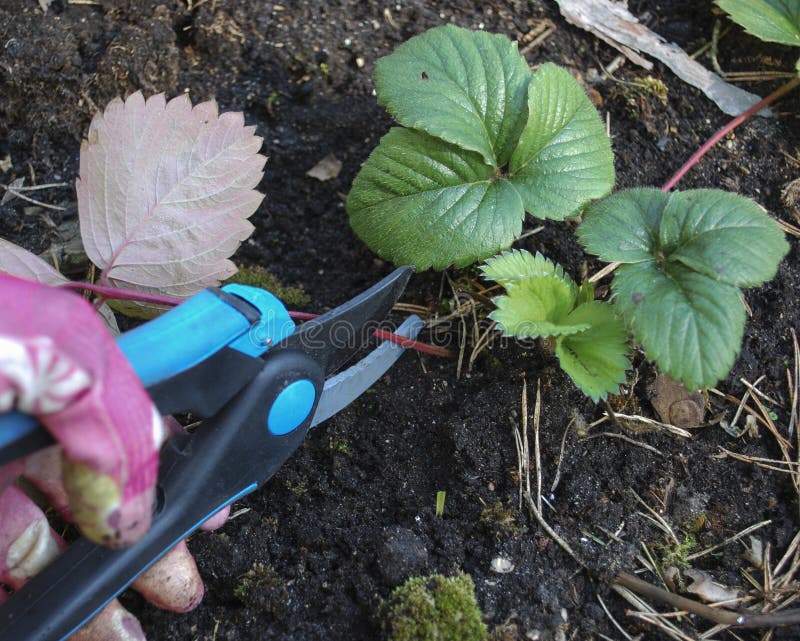 Pruning Shears Old Leaves of Strawberry. Stock Photo - Image of pruning ...