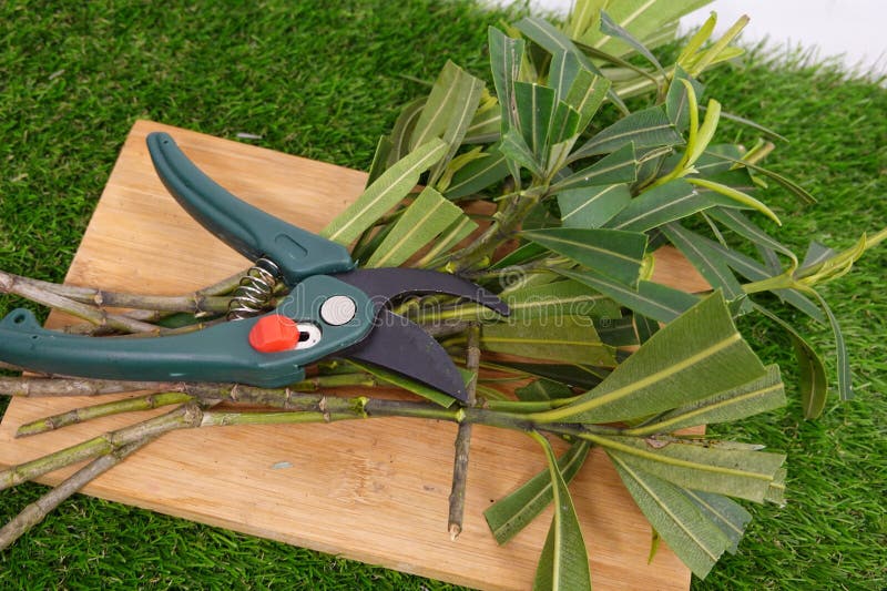 Pruning Shears on Oleander Branches for Cutting. Cutting Roots of ...