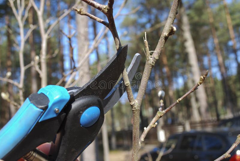 Pruning shears trees. stock image. Image of branch, steel - 69552657