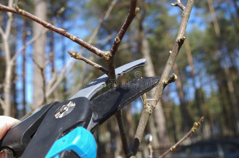 Pruning shears trees. stock image. Image of branch, steel - 69552657