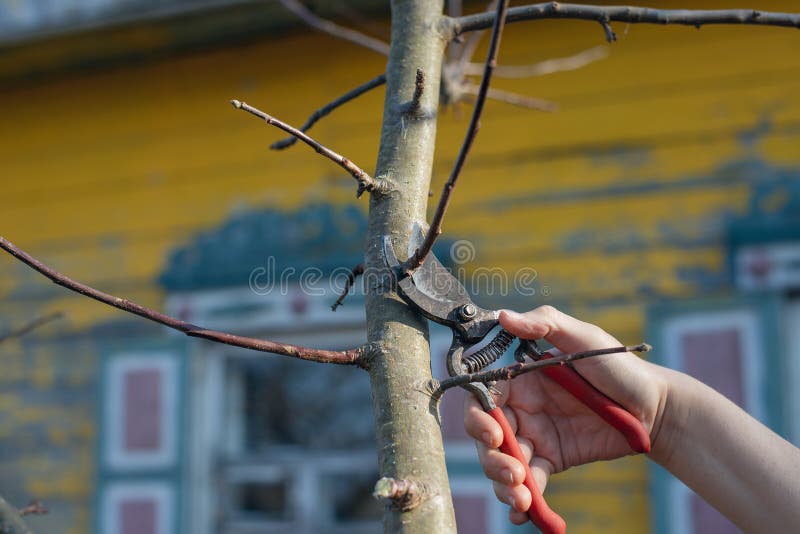 Pruning Shoots of Fruit Trees with Pruning Shears Stock Photo - Image ...