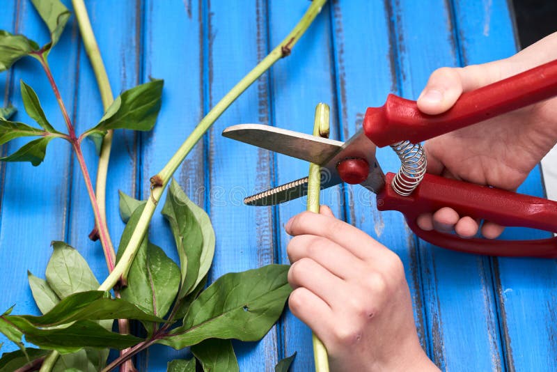 Pruning Stems for Better Growth of Cut Flowers Stock Image - Image of ...