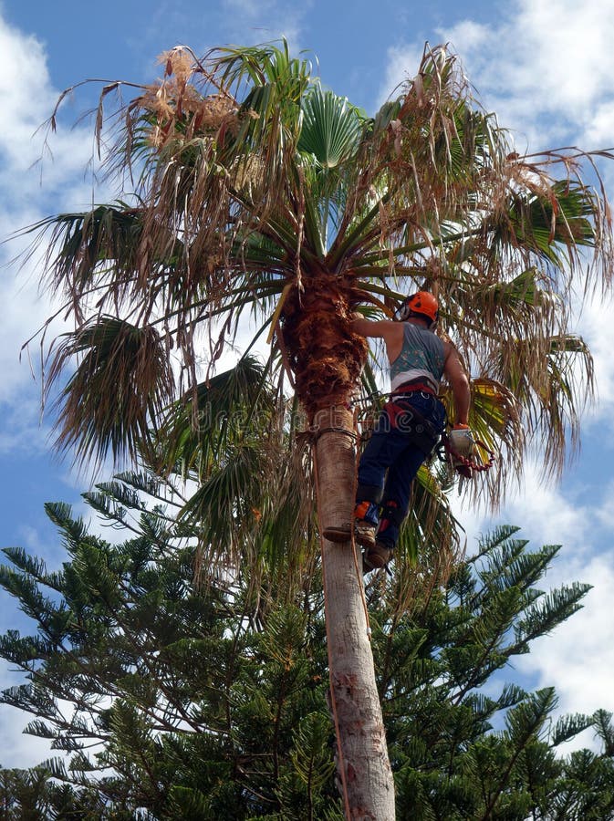 Pruning Tall Palm Tree editorial photo. Image of tall - 48797866