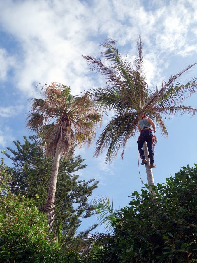 Pruning Tall Palm Tree editorial stock image. Image of vegetation ...