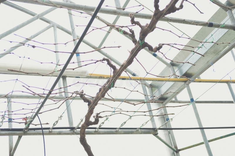 Pruning Training Grape Fruit Plant Tree. Garden Maintenance Stock Photo ...