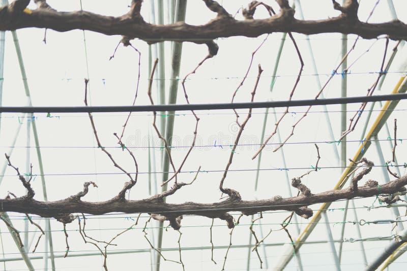 Pruning Training Grape Fruit Plant Tree. Garden Maintenance Stock Photo ...