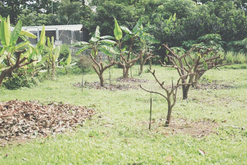 Pruning Training Tree. Garden Maintenance Stock Photo - Image of ...
