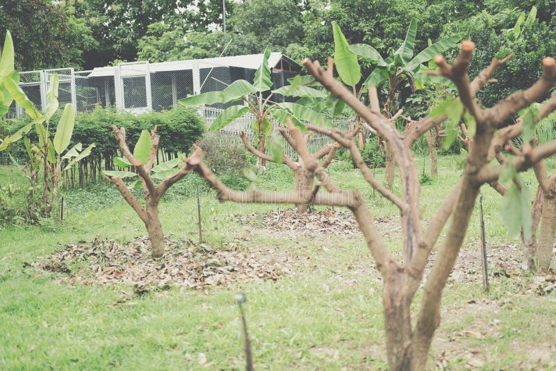 Pruning Training Tree. Garden Maintenance Stock Photo - Image of ...