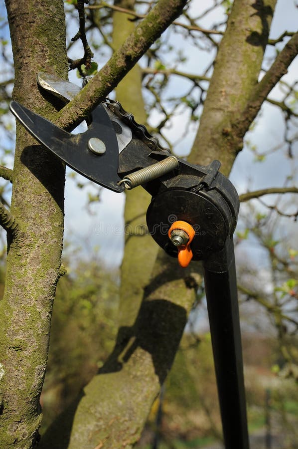 Pruning tree stock image. Image of nature, cutting, trimming - 19167379