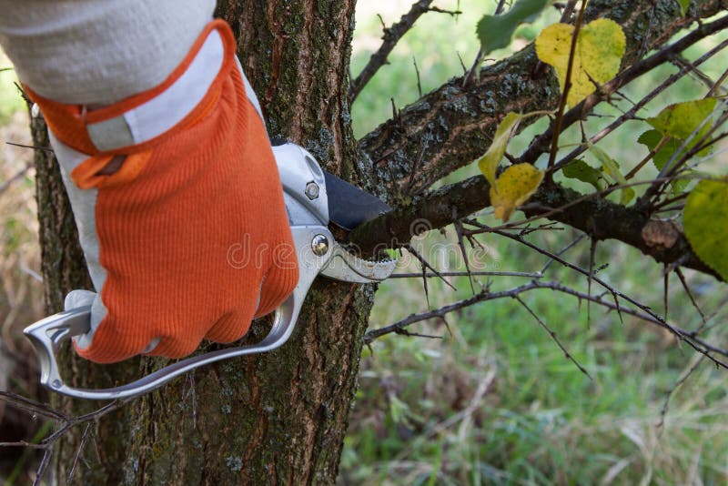 Pruning stock image. Image of pruning, cutting, trim - 14494971