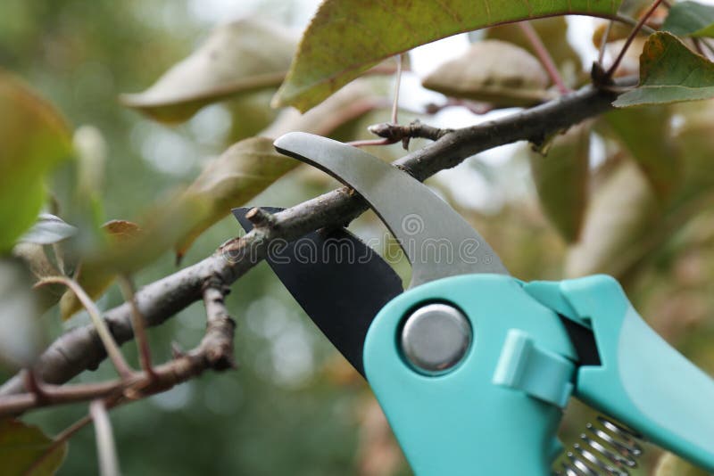 Pruning Tree Branch by Secateurs Outdoors, Closeup Stock Image - Image ...