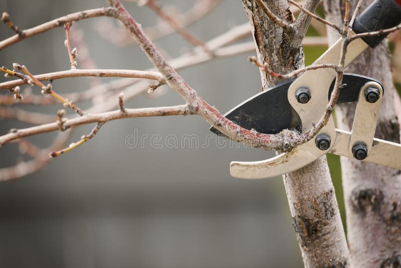 Pruning Tree Branches in Early Spring Stock Image - Image of nature ...