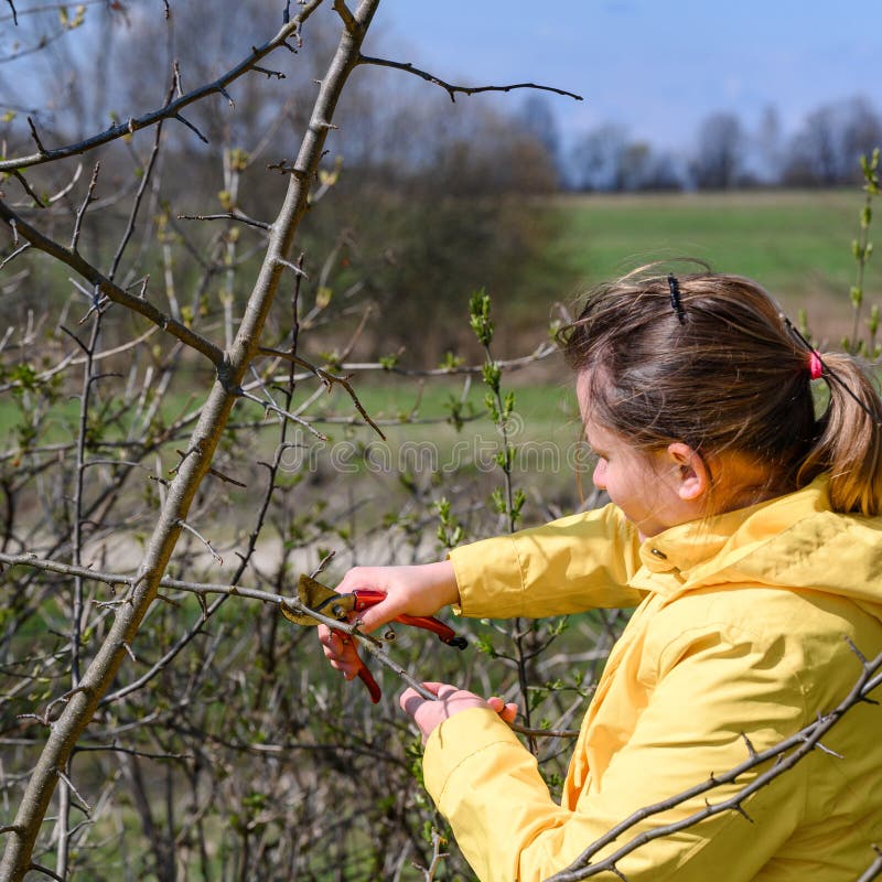 Pruning Tree Branches in the Garden in Spring, a Woman Cuts Unnecessary ...