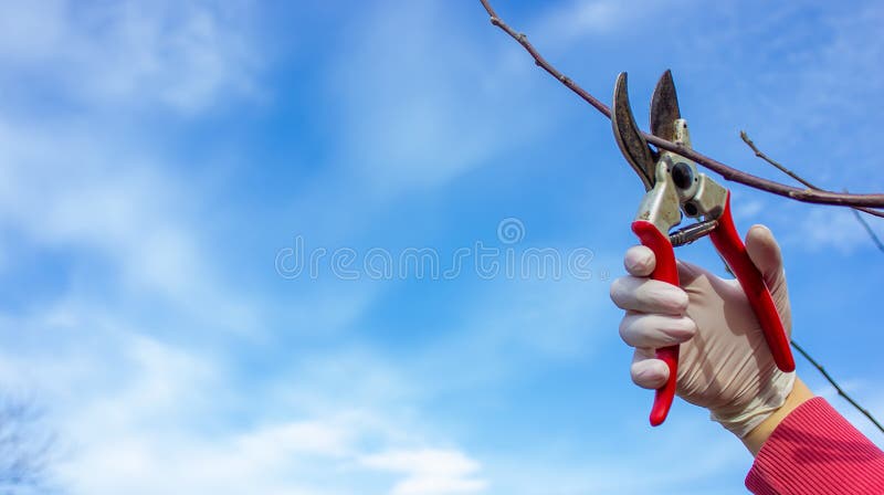 Pruning Tree Branches. Pruning a Tree in Spring, Cleaning the Garden ...