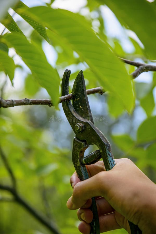 Pruning Tree Branches with Tree Shears. Stock Photo - Image of pruning ...