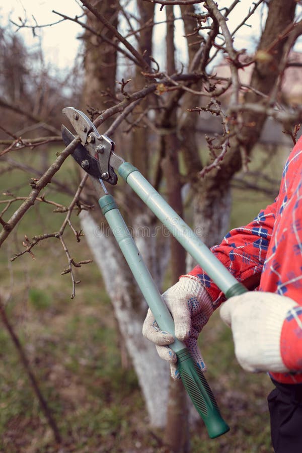 Pruning Tree Branches with Pruner Stock Image - Image of farmer ...