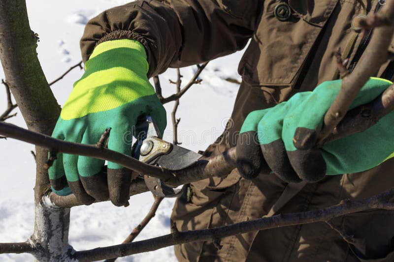 Pruning Tree Branches in Winter To Form the Right Crown Stock Photo ...