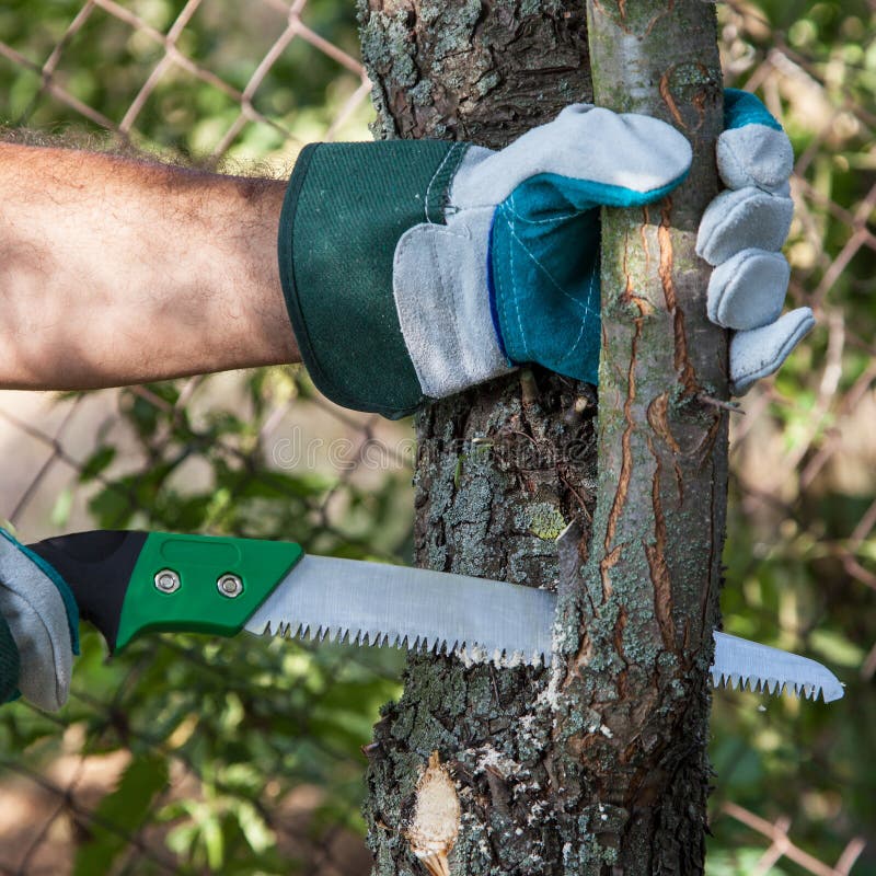 Pruning tree stock image. Image of bush, lopping, holding - 33226705