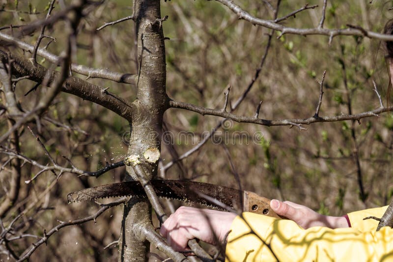 Pruning a Tree with a Hand Saw in the Spring Stock Image - Image of ...