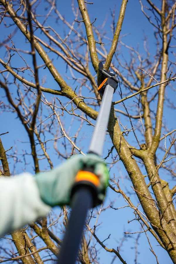 Pruning Tree with Long Telescopic Extendable Loppers Stock Image ...