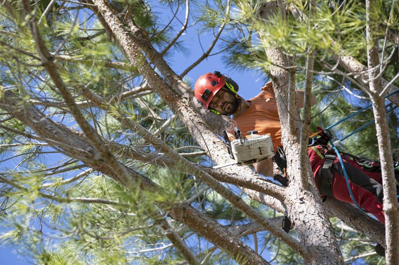 Pruning a tree stock photo. Image of harness, equipment - 176020858