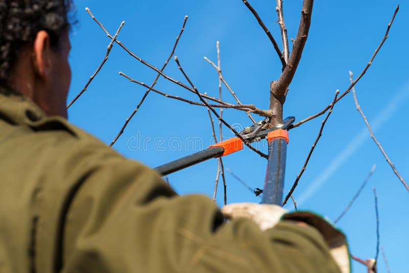 Pruning tree stock image. Image of gardening, peach, horticultural ...