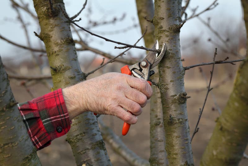 Agriculture, Pruning in Orchard Stock Photo - Image of orchard, farming ...