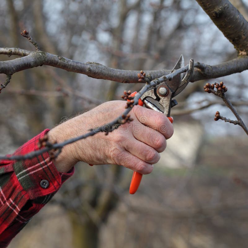 Agriculture, Pruning in Orchard Stock Photo - Image of nature ...