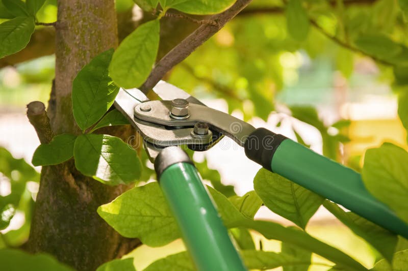 Pruning Tree with Secateurs Outdoors. Gardening Tool Stock Photo ...
