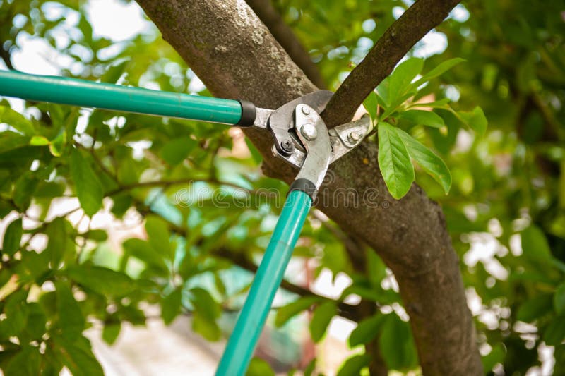 Pruning Tree with Secateurs. Gardening Tool Stock Image - Image of ...