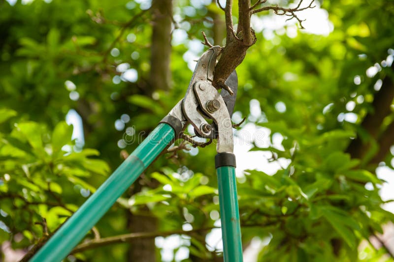 Pruning Tree with Secateurs Outdoors. Gardening Tool Stock Photo ...