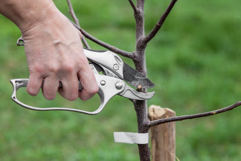 Pruning of Tree Seedlings after Planting Stock Photo - Image of hobby ...