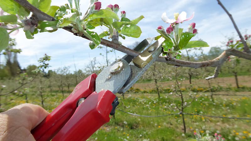 Pruning of Trees with Secateurs in Apple Orchard Stock Photo - Image of ...