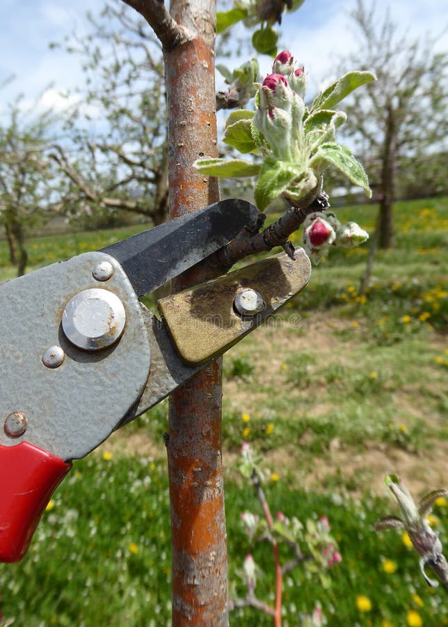 Pruning of Trees with Secateurs in Apple Orchard Stock Image - Image of ...