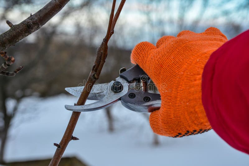 Pruning Trees by Pruning Shears Stock Photo - Image of cutting, orchard ...
