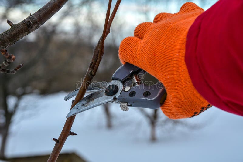 Pruning Trees by Pruning Shears Stock Photo - Image of blade, bush ...