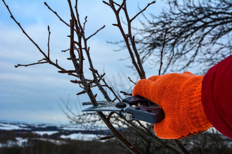 Pruning Trees by Pruning Shears Stock Photo - Image of agriculture ...