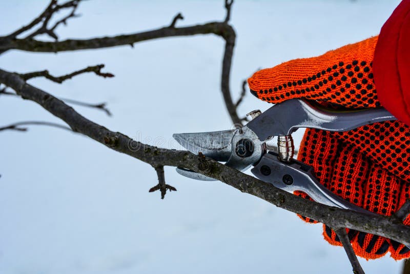 Pruning Trees by Pruning Shears Stock Image - Image of blade, garden ...
