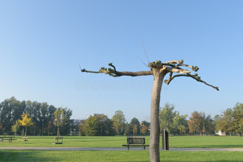 Pruning of Trees with Texture. Autumn Cityscape in the Park Stock Photo ...
