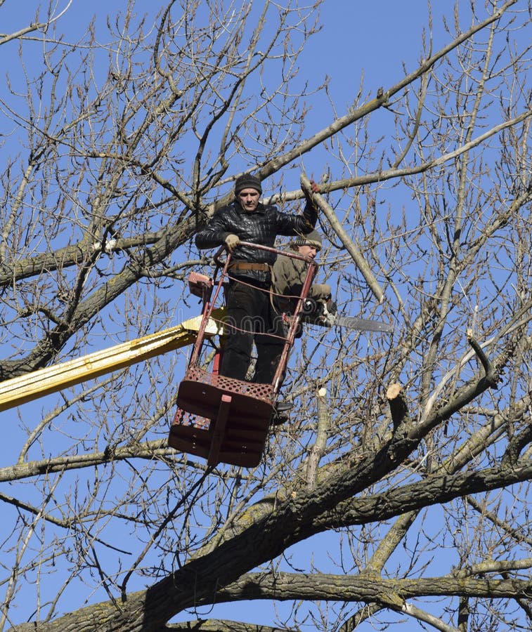Pruning Trees Using Lift Arm Stock Photos - Free & Royalty-Free Stock ...
